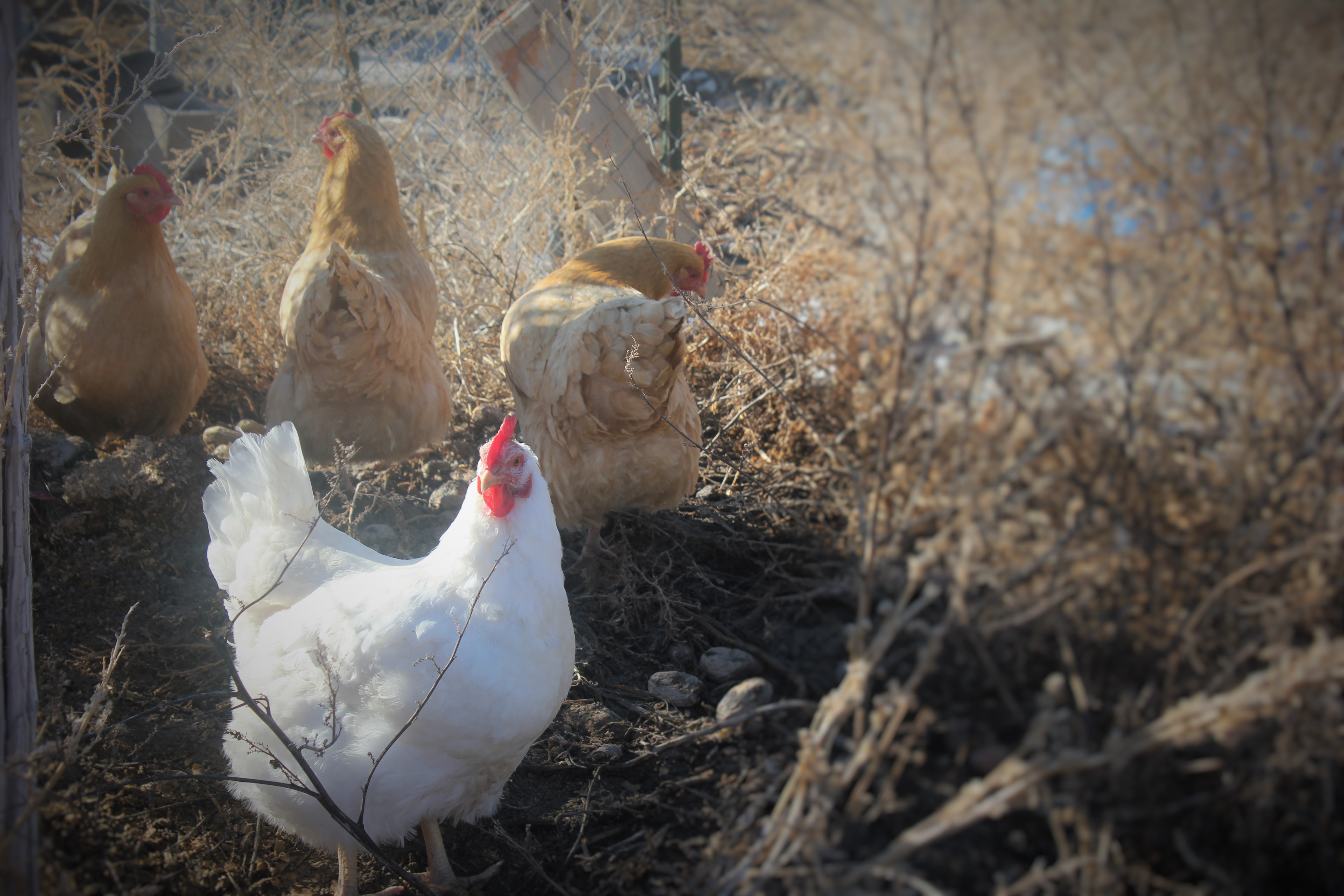How Chickens Help the Farm – Quail Run Farm
