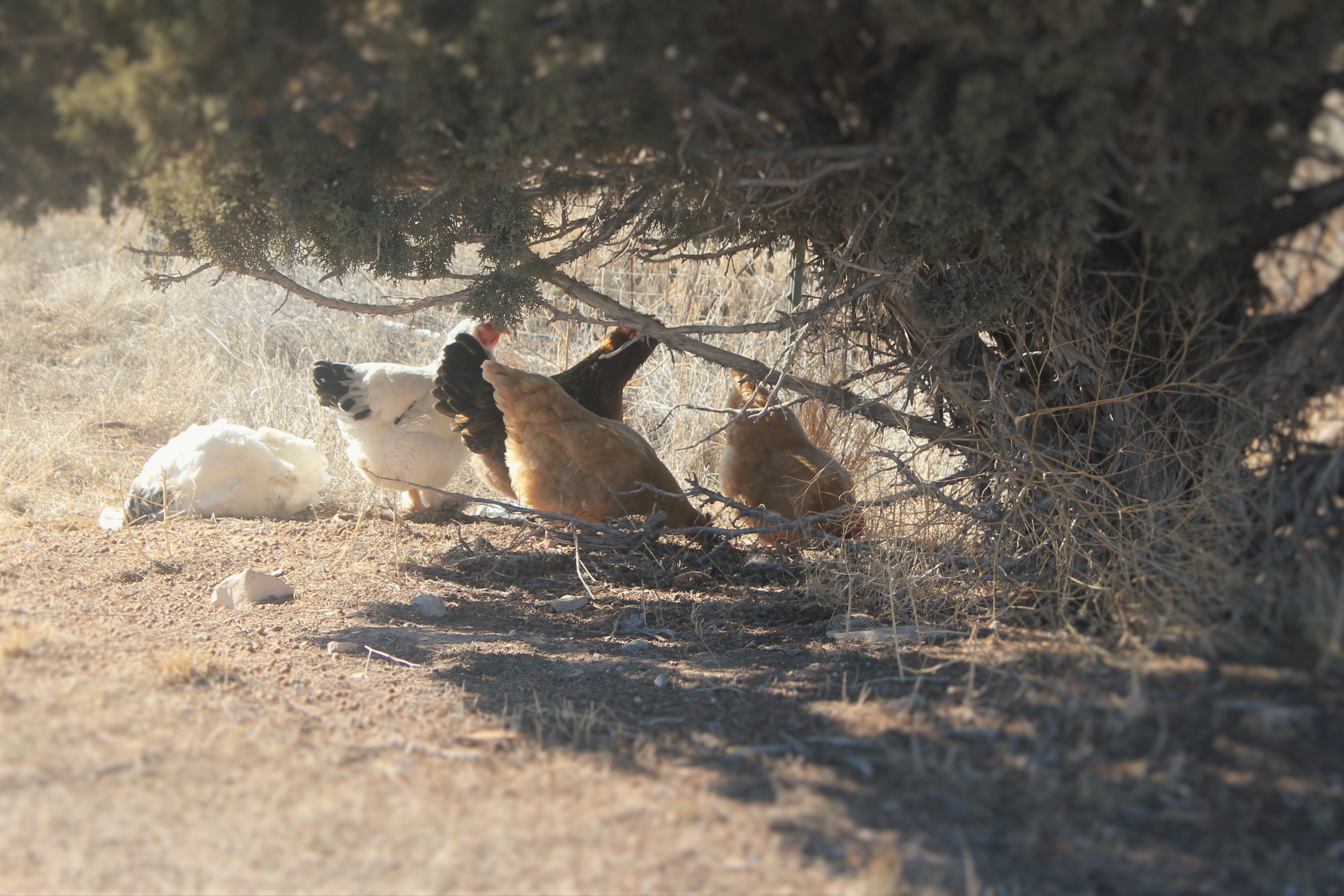 Ladies on a Stroll – Quail Run Farm