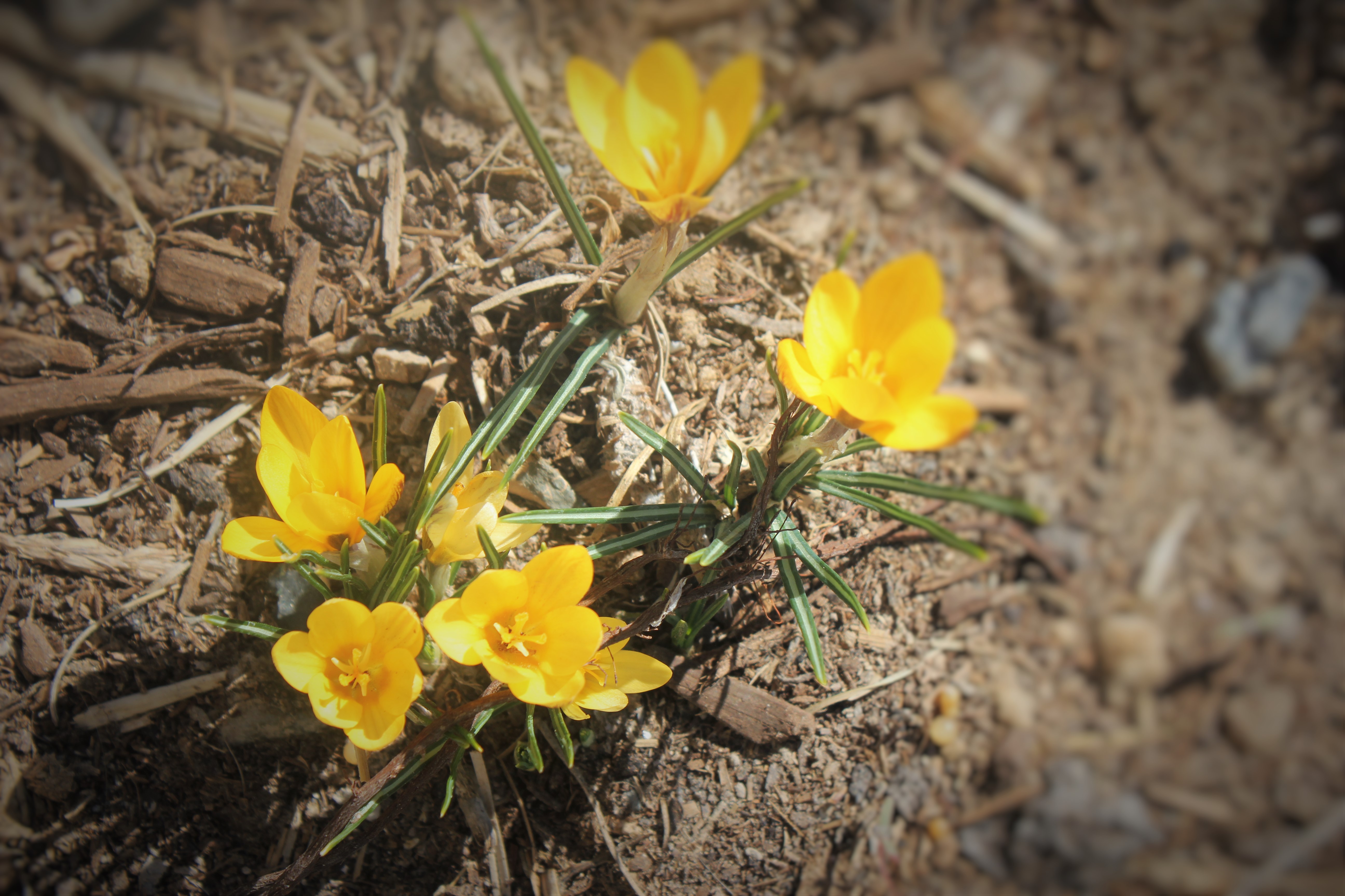 The Flowers….. – Quail Run Farm