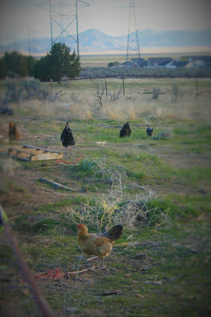 The Little Sisters – Quail Run Farm