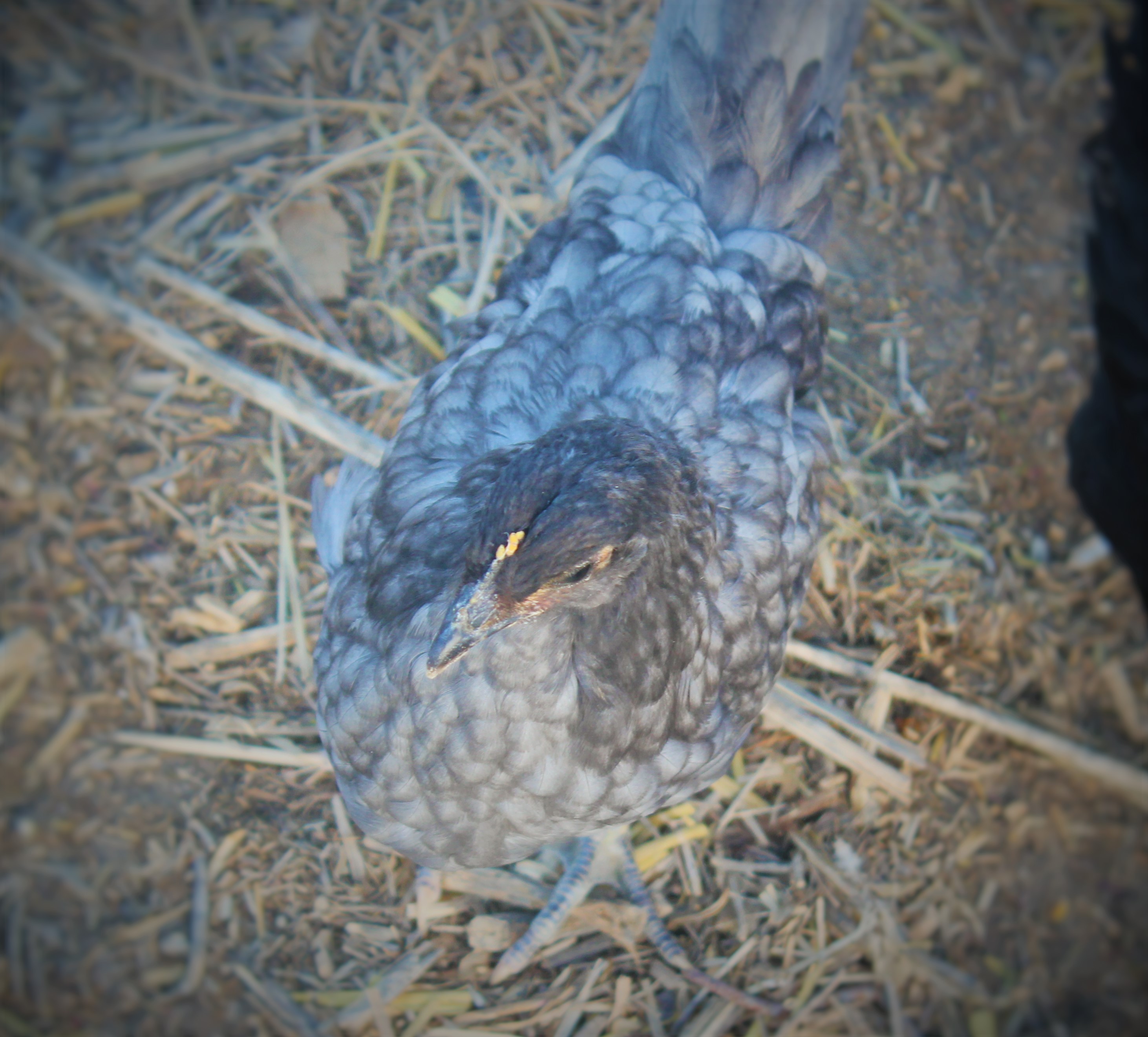 The Little Sisters – Quail Run Farm