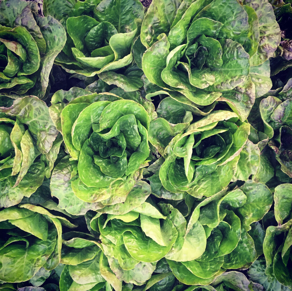 Summer 2020 – Quail Run Farm