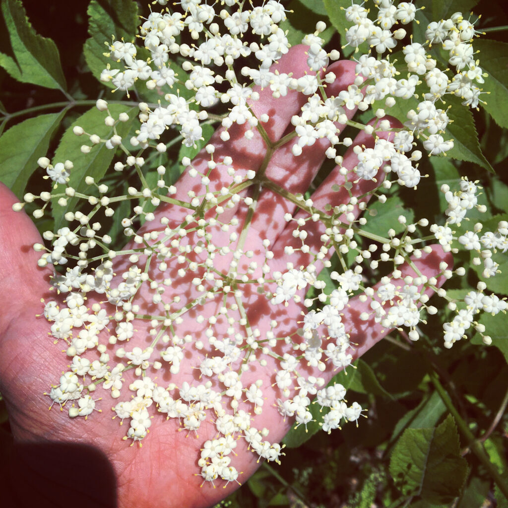 Quail Run Farm – Quail Run Farm