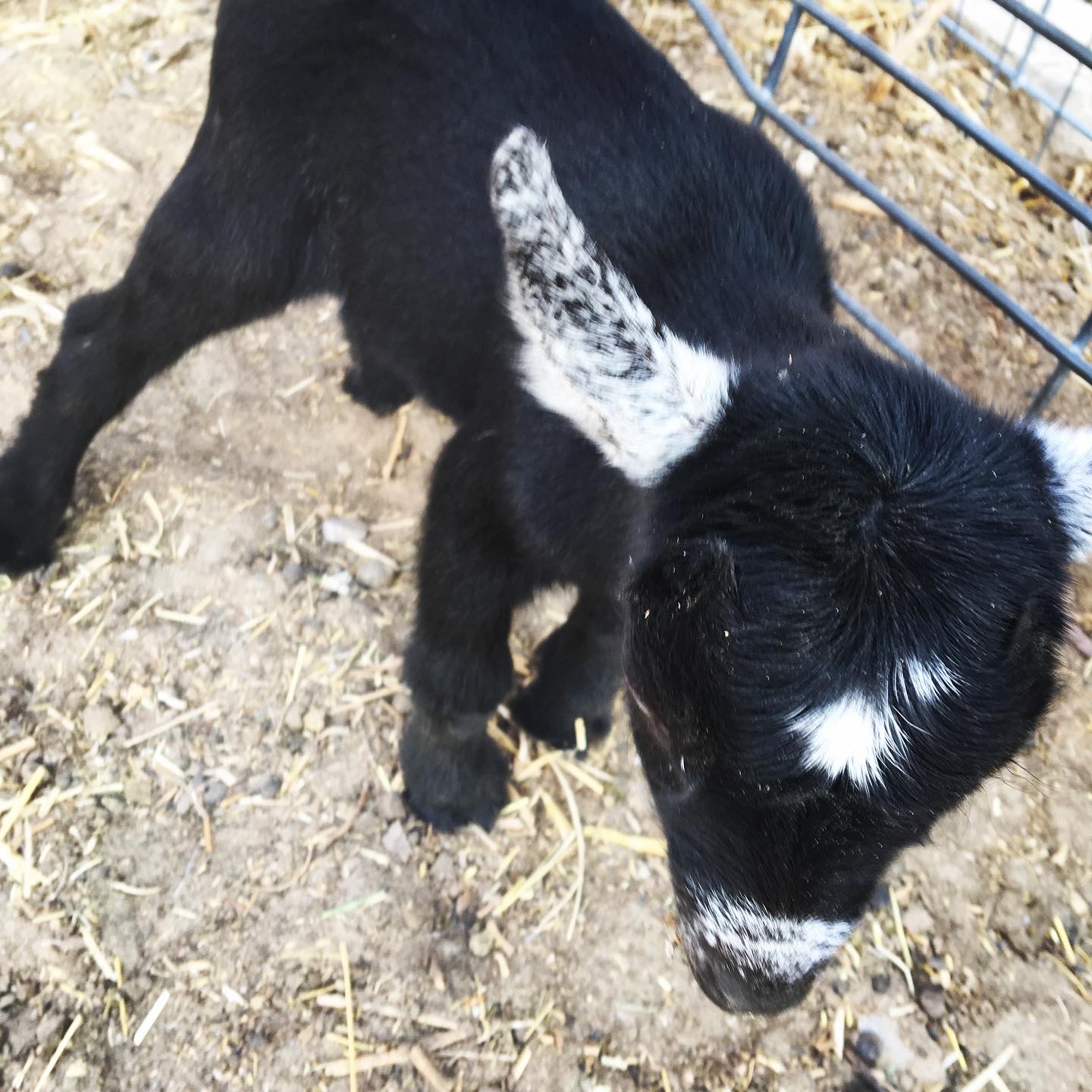 Homestead – Quail Run Farm